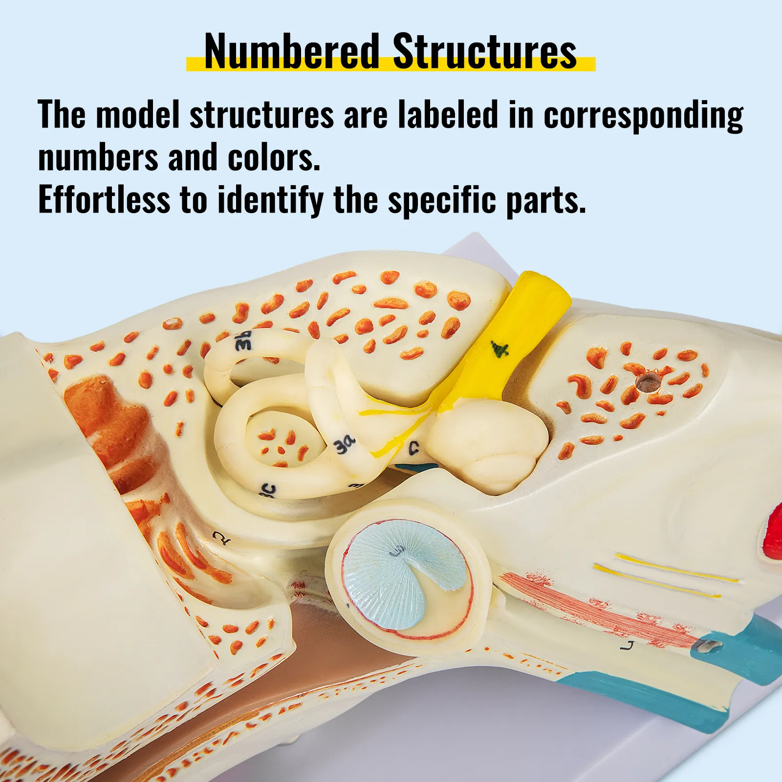 VEVOR Human Ear Anatomy Model 5x Enlarged... From Ddmydec, $172.99 ...