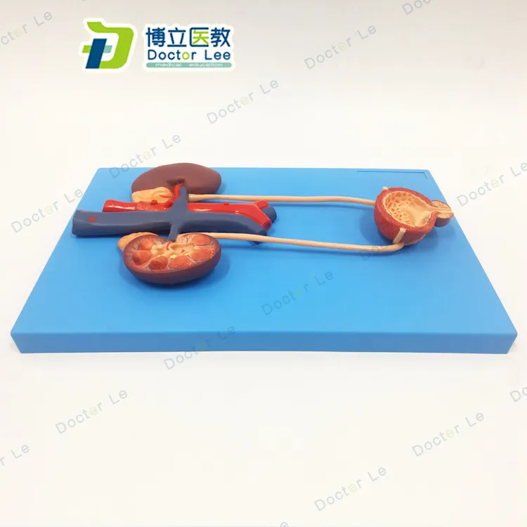 Anatomical Teeth Models: Human Urinary System Model Kidney, Ureter ...