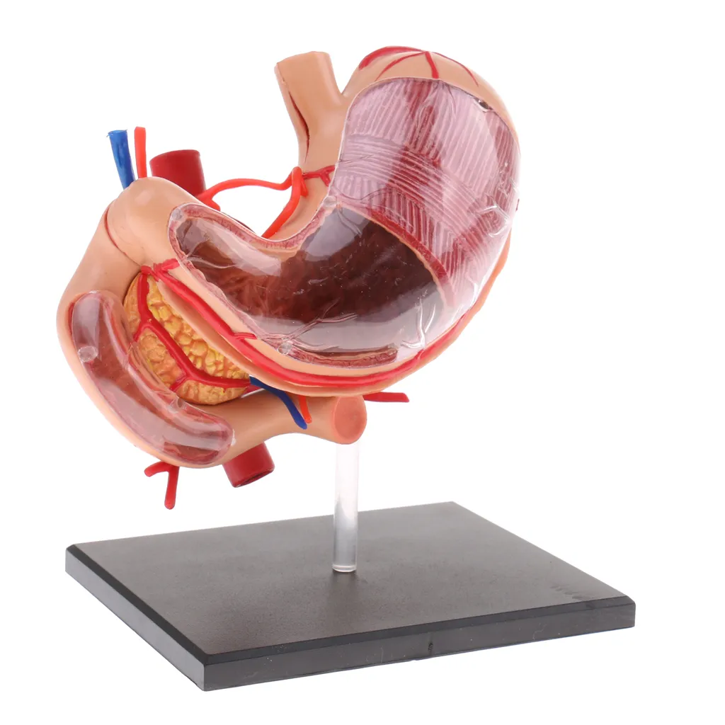 2/3 Scale Human Stomach and Pancreas Anatomical Model - Anatomy Student ...