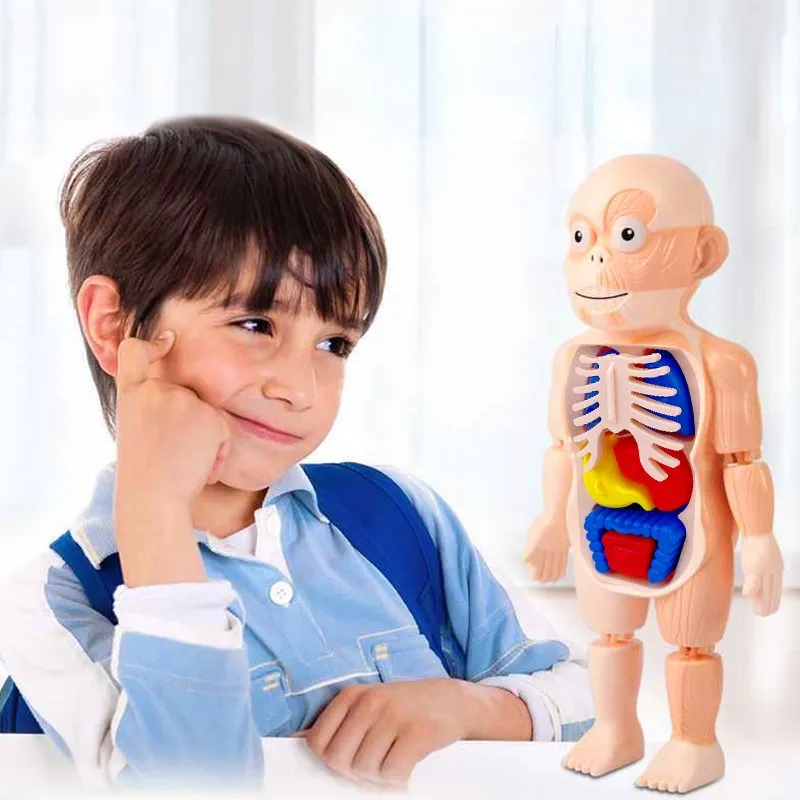 Human Body 3D Puzzle Model - Interactive Learning STEM Toy for Kids ...