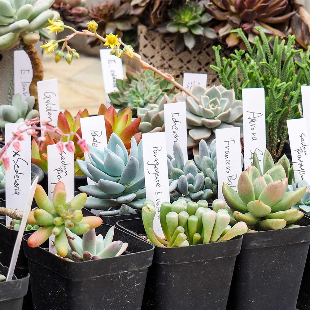 Plastic Plant Labels 5x1cm Waterproof Reusable Garden Markers For ...