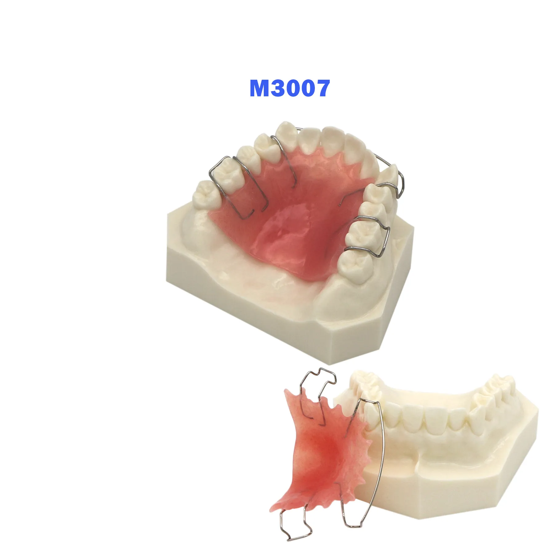 Dental Teeth Model With Hawley Retainer Dental Orthodontic Study Teach ...