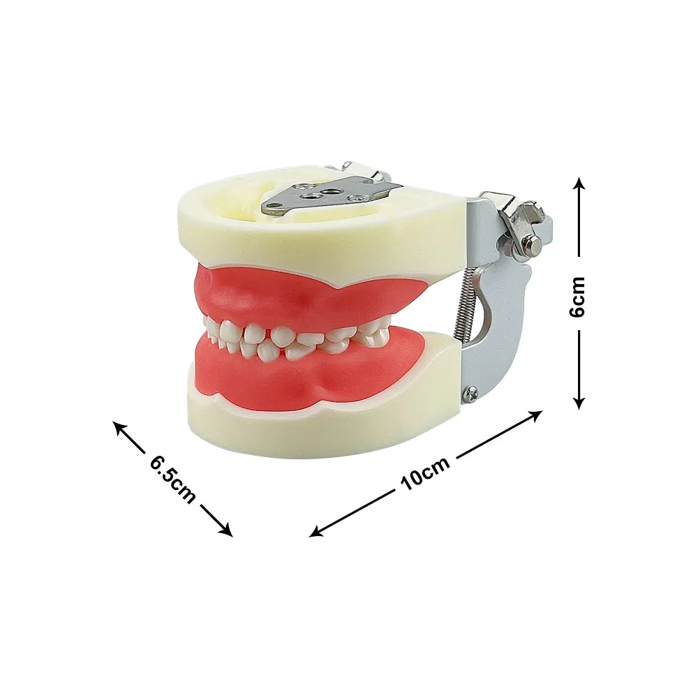 Child dental teeth model with 24 Removable Teeth for Practice and ...