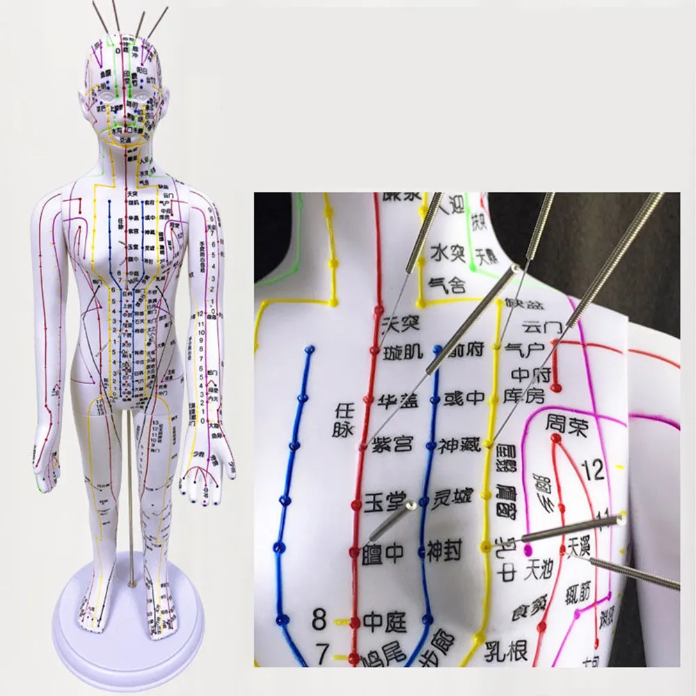 Newest 52CM Human Body acupuncture mannequin with Rotatable Arm for ...
