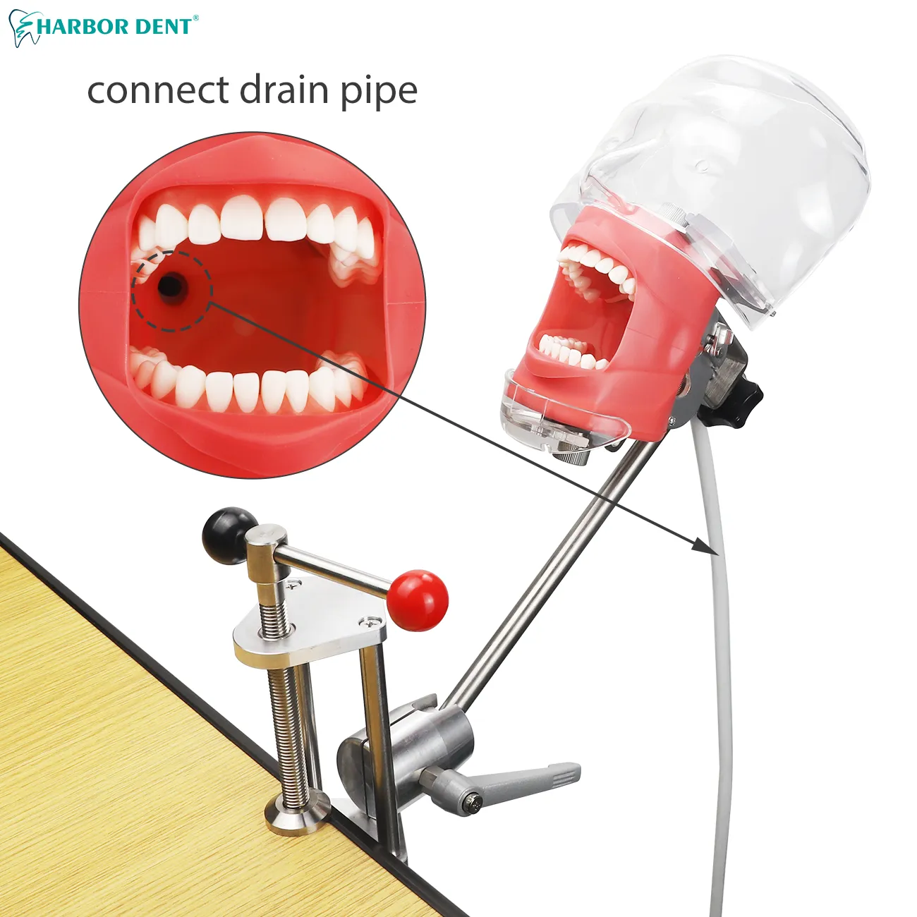 DHgate.com:Advanced Dental Simulator: Realistic Phantom Head Model with ...
