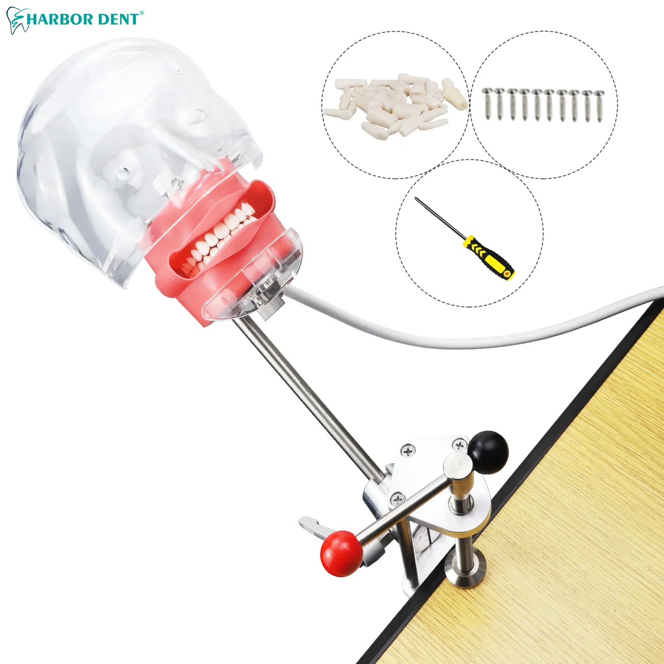 DHgate.com:Advanced Dental Simulator: Realistic Phantom Head Model with ...