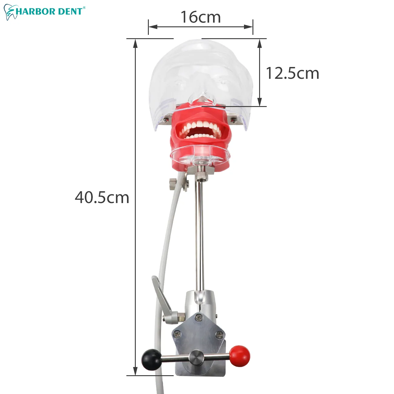 DHgate.com:Advanced Dental Simulator: Realistic Phantom Head Model with ...