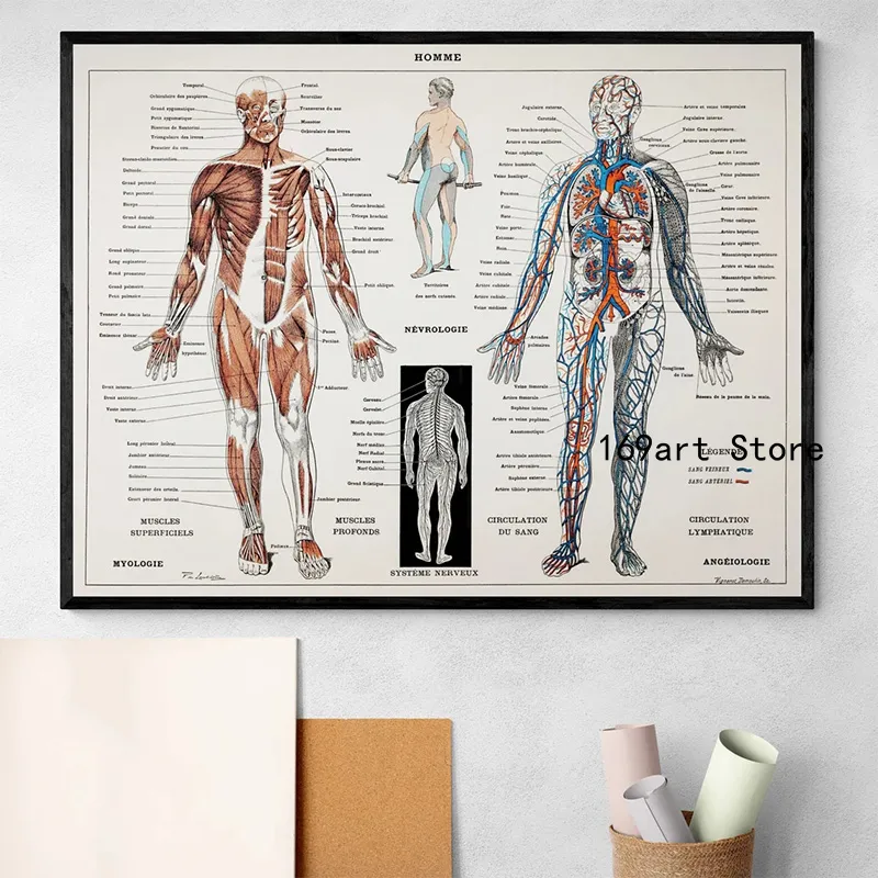 Anatomical Art Canvas Prints: Muscular & Circulatory System Posters For ...