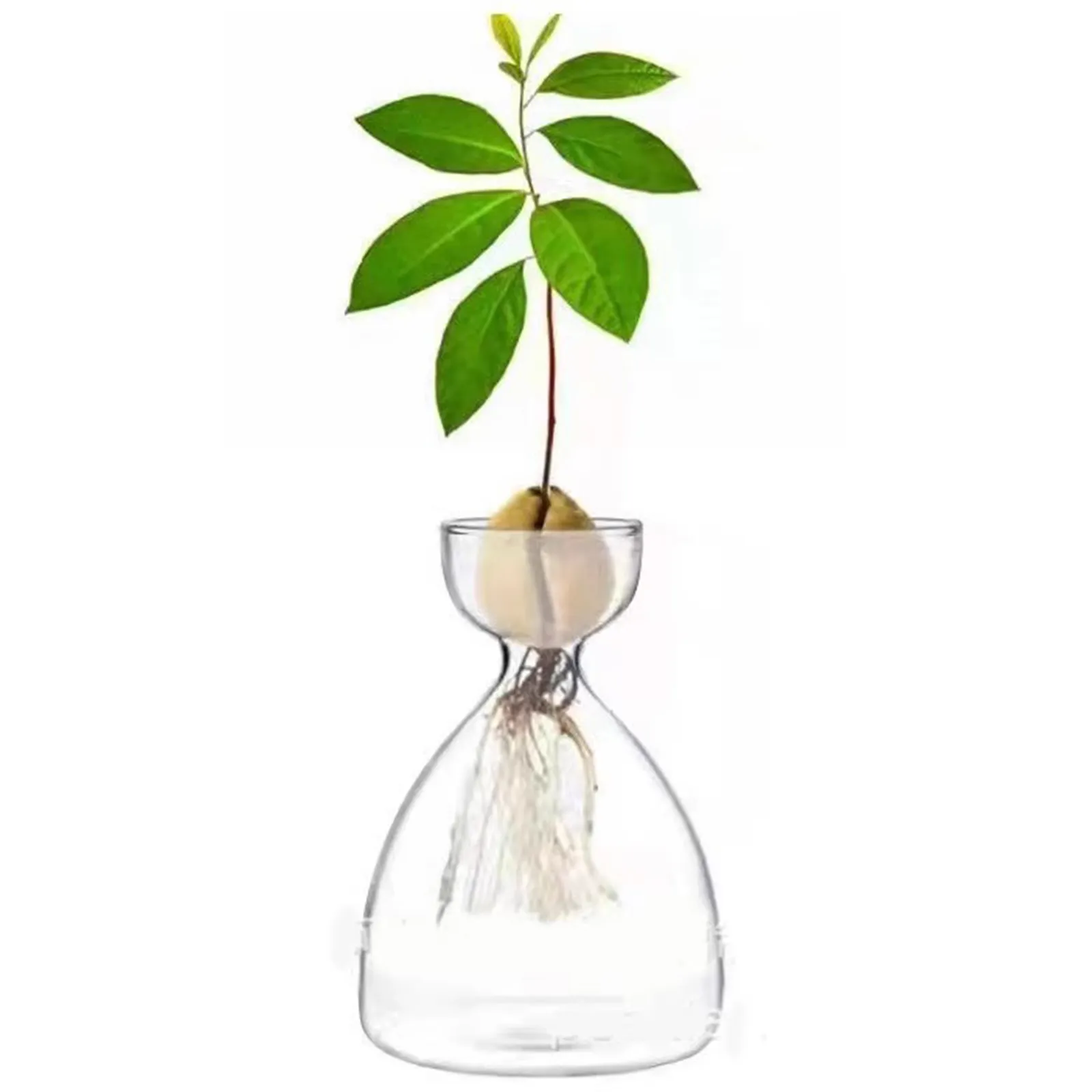 Glass Hydroponic Avocado Vase with Wooden Base, Reusable Plant Growing ...