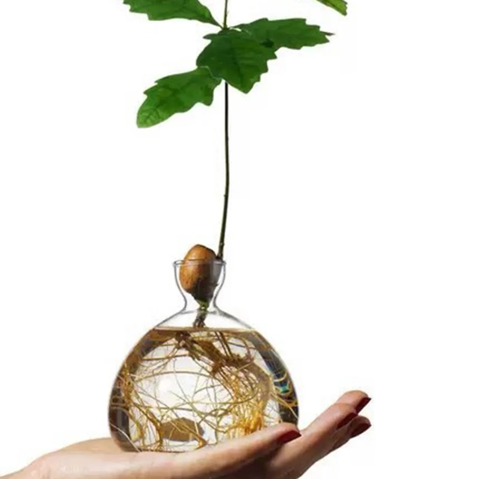 Glass Hydroponic Avocado Vase with Wooden Base, Reusable Plant Growing ...