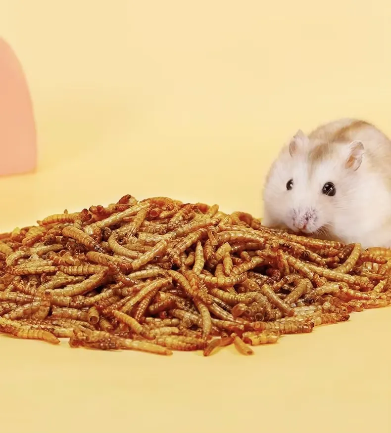 OEM Tenebrio Molitor Yellow Mealworms High Protein Dried Snacks For ...
