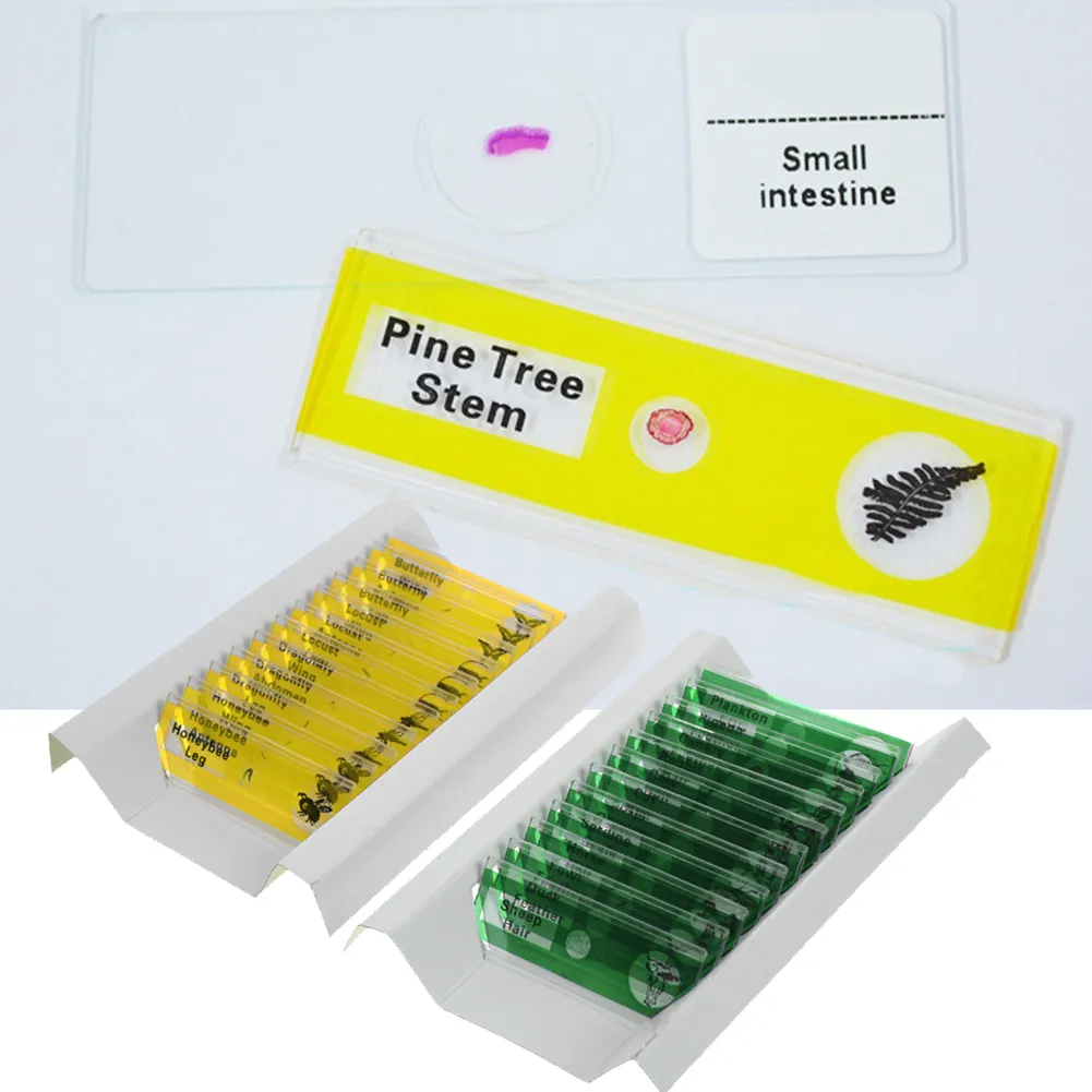 Educational Plant & Flower Biology Science Specimen Kit - Prepared ...