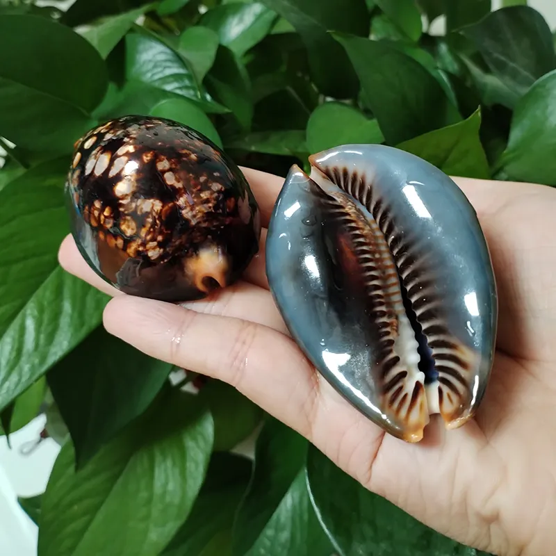 Set Of 2 Natural Polished Humpback Cowrie Seashells ... From ...