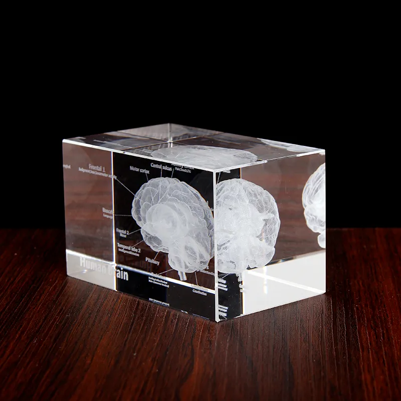 3D Human Anatomical Brain Crystal Laser Sculpture Paperweight: Medical ...