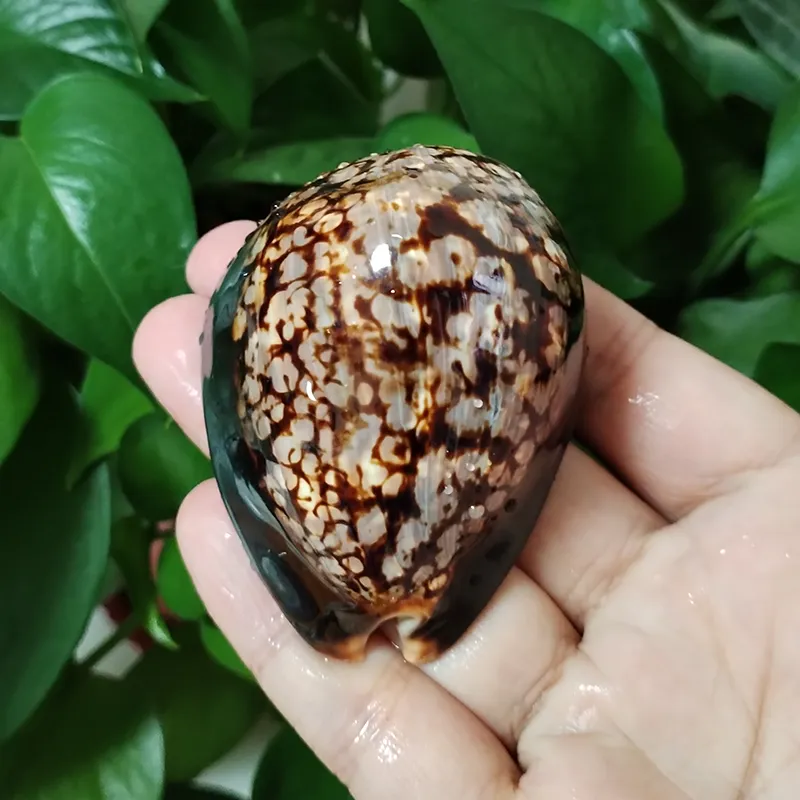 Set Of 2 Natural Polished Humpback Cowrie Seashells ... From ...