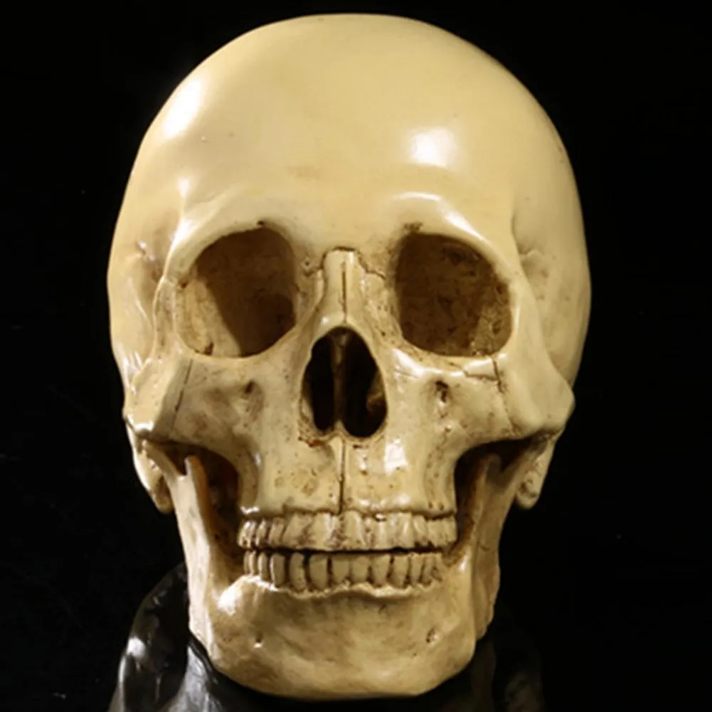 Realistic Full-Scale Resin skull 3d model for Medical, Study, Anatomy ...