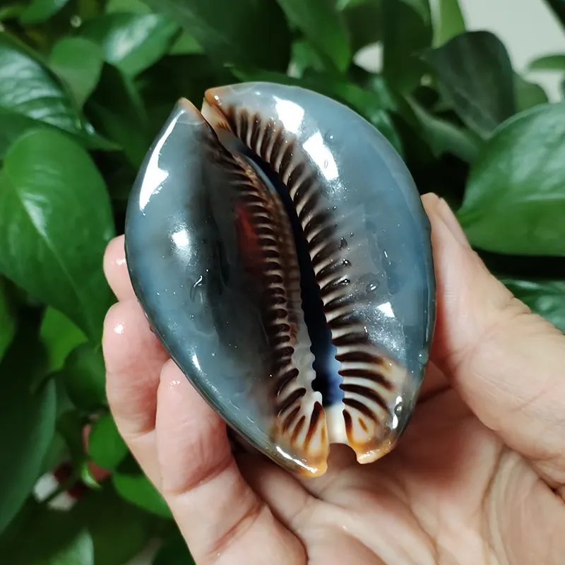 Set Of 2 Natural Polished Humpback Cowrie Seashells ... From ...