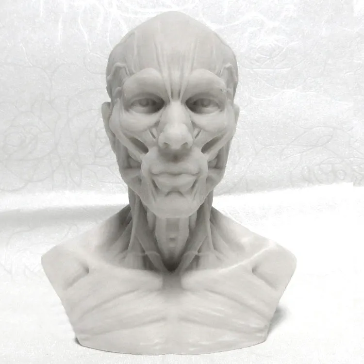 Art of Human Skull Carving | Anatomy Reference Bust, Realistic ...
