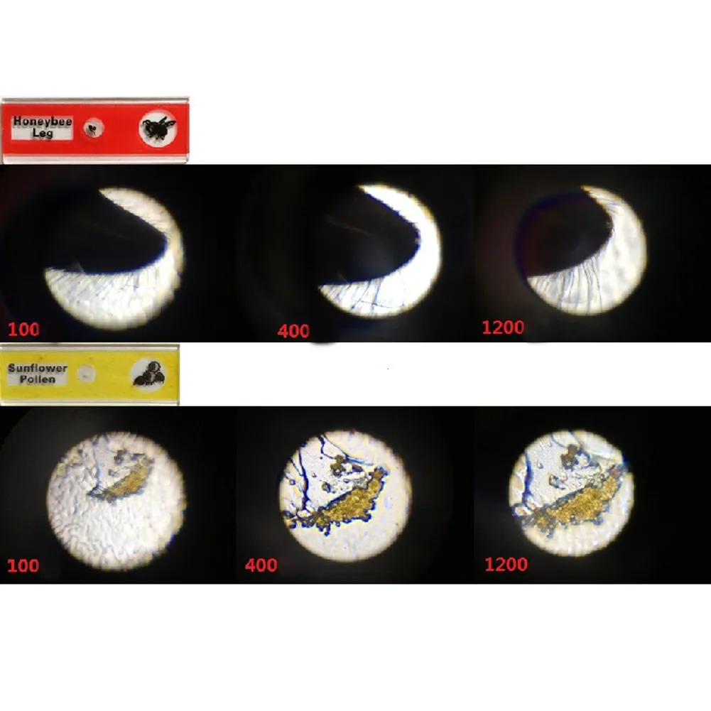 Educational Plant & Flower Biology Science Specimen Kit - Prepared ...