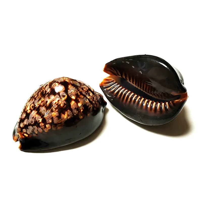 Set Of 2 Natural Polished Humpback Cowrie Seashells ... From ...