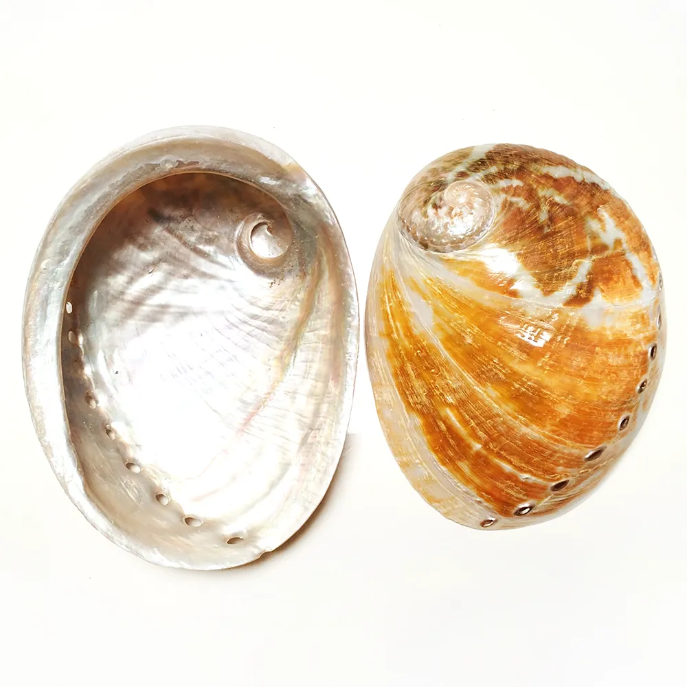 12-14CM Polished Deep Orange Abalone Smudge Bowls | Unique Home Decor ...