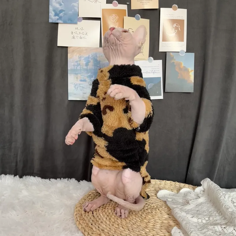 Warm Thick Beerus Devin Rex Cat Costume Fiber Material Autumn Sphynx ...